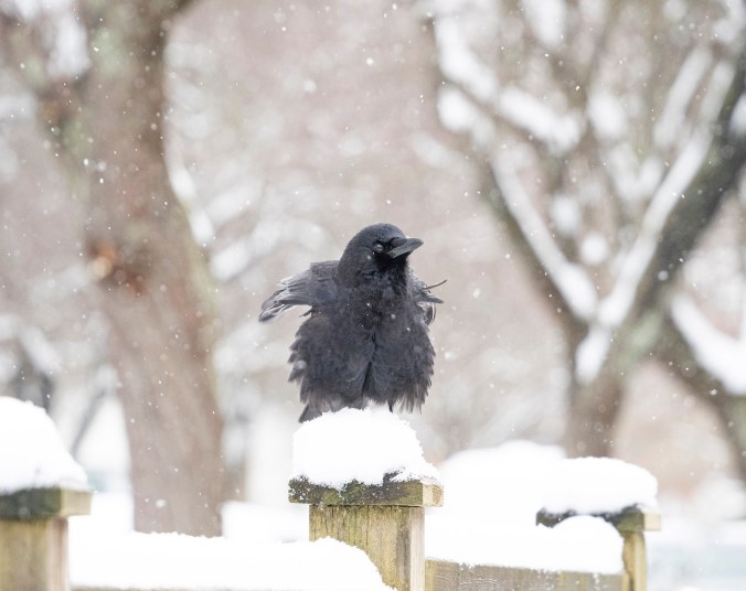Crows | The Urban Nature Enthusiast