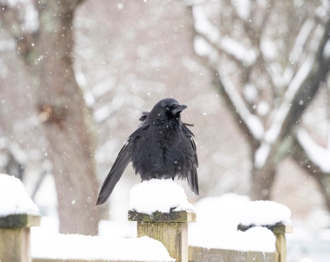 Crows | The Urban Nature Enthusiast