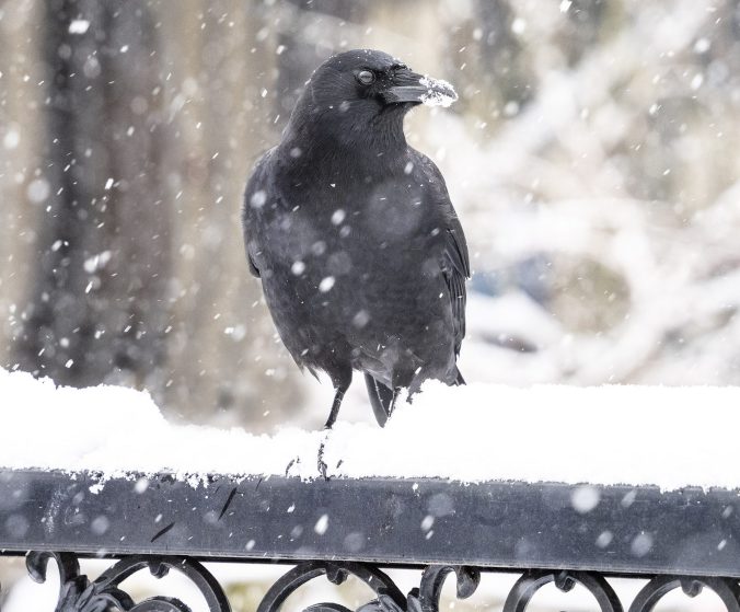 Crows | The Urban Nature Enthusiast