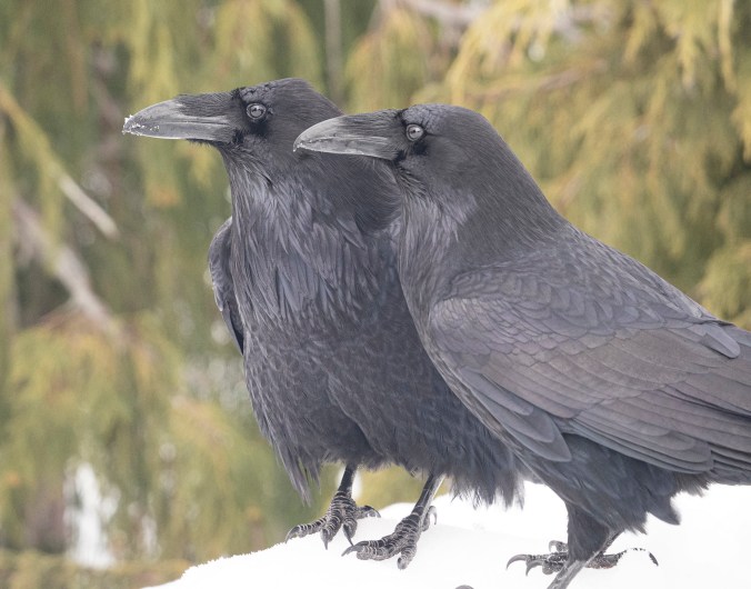 Raven Therapy Part Two | The Urban Nature Enthusiast