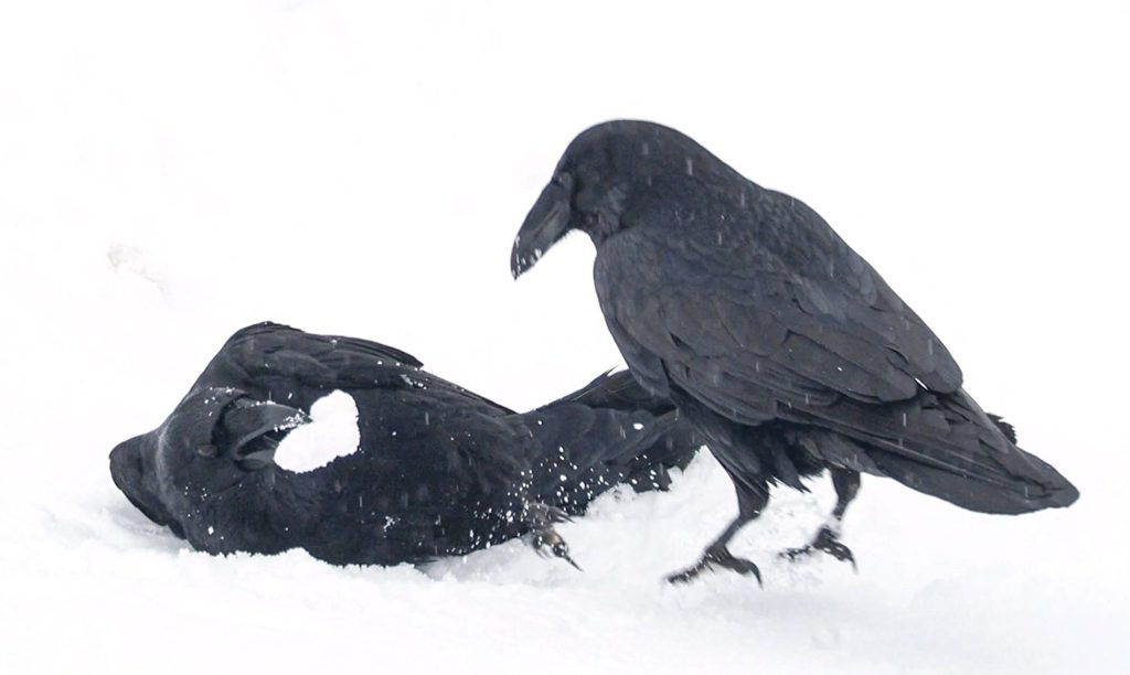 Ravens At Play | The Urban Nature Enthusiast