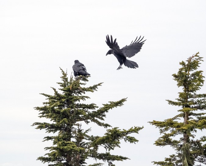 Raven Therapy Part Two | The Urban Nature Enthusiast