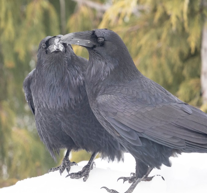 Raven Therapy Part Two | The Urban Nature Enthusiast