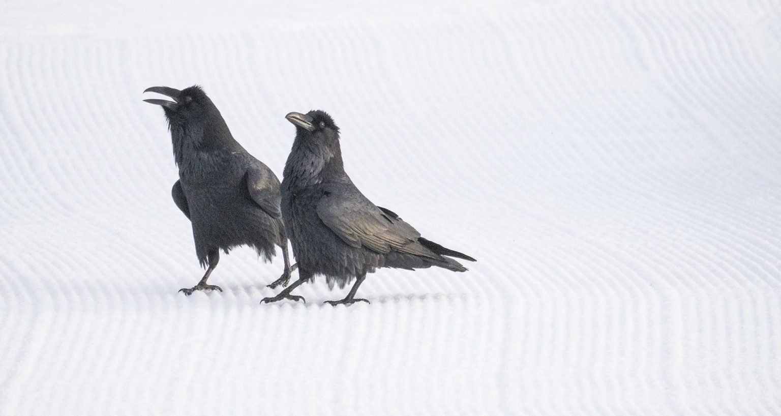 Raven Therapy Part Two | The Urban Nature Enthusiast