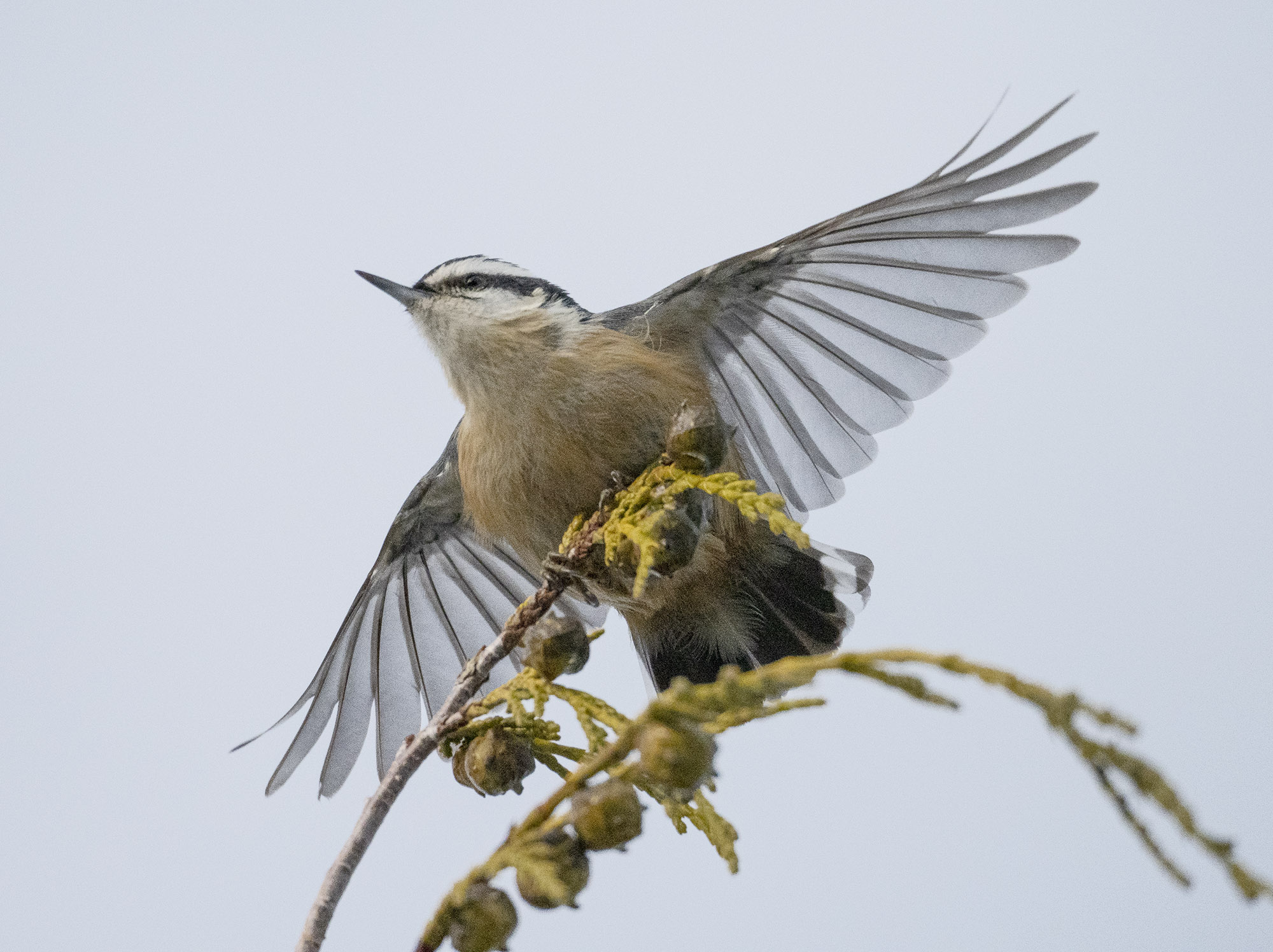 Red Breasted Nuthatch launch | The Urban Nature Enthusiast