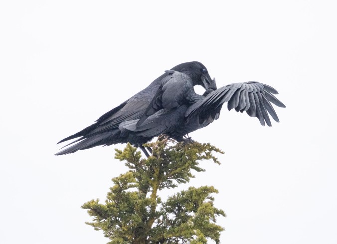 Raven Therapy Part Two | The Urban Nature Enthusiast
