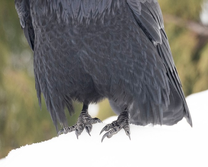 Raven Therapy Part Two | The Urban Nature Enthusiast