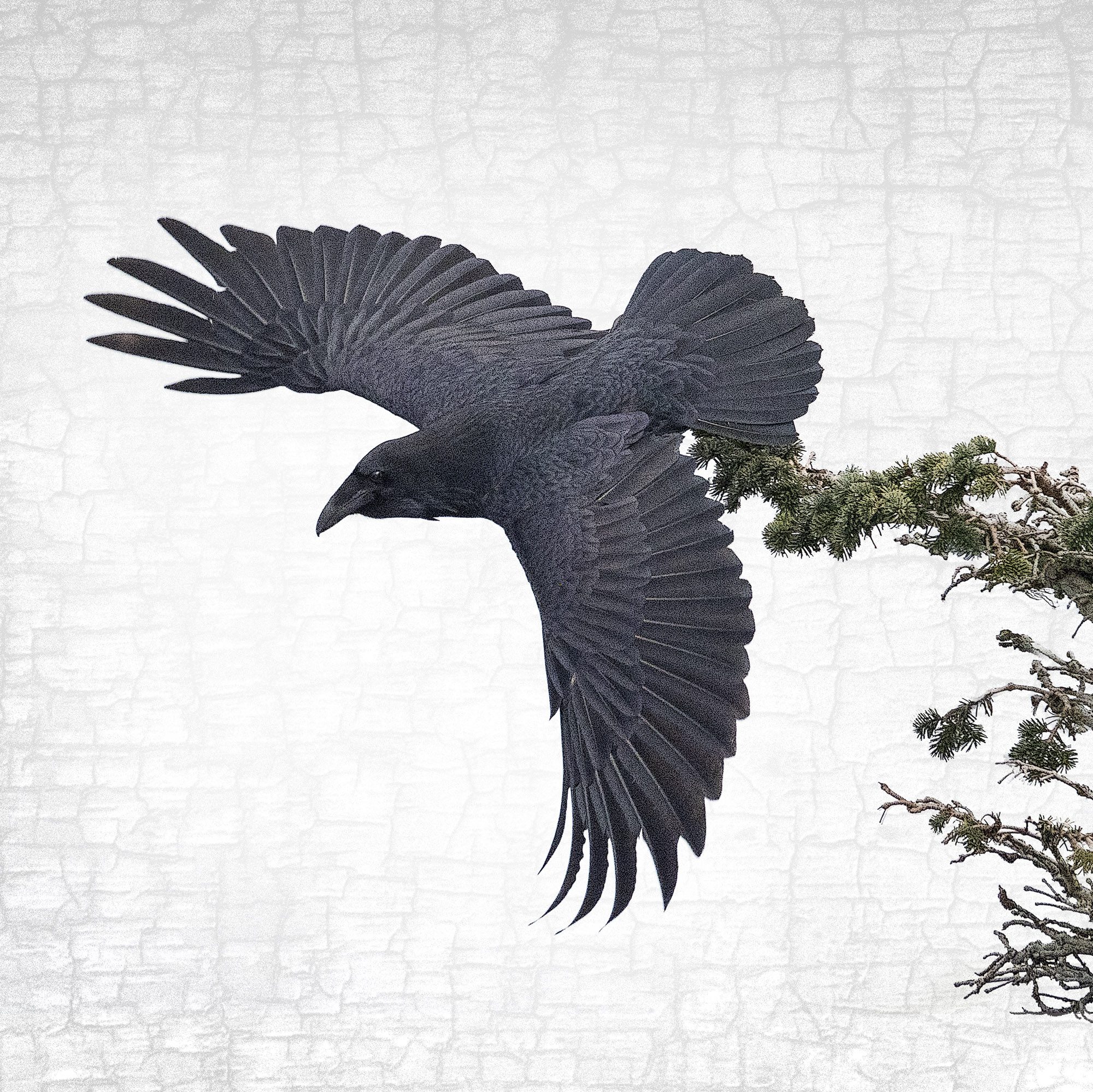 Raven’s Wings | The Urban Nature Enthusiast