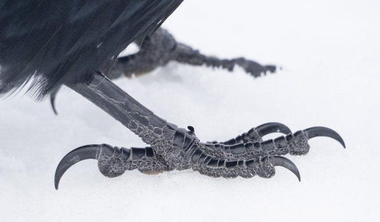 Raven Therapy Part Two | The Urban Nature Enthusiast