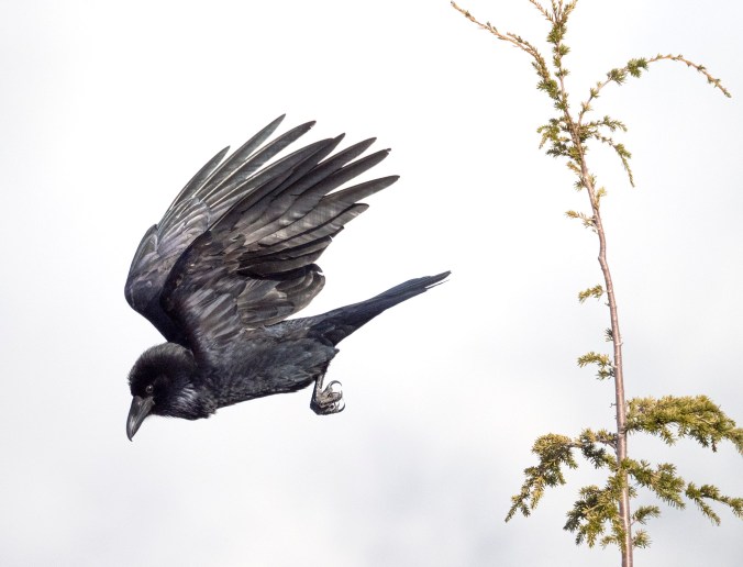 Raven Therapy Part Two | The Urban Nature Enthusiast