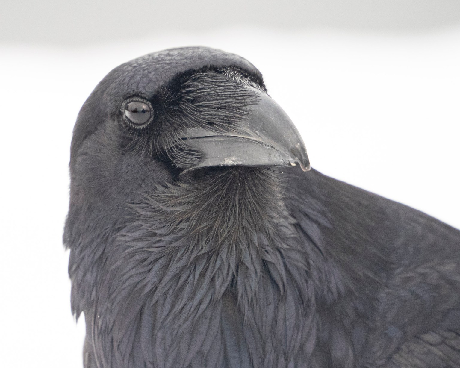 Raven Therapy Part Two | The Urban Nature Enthusiast
