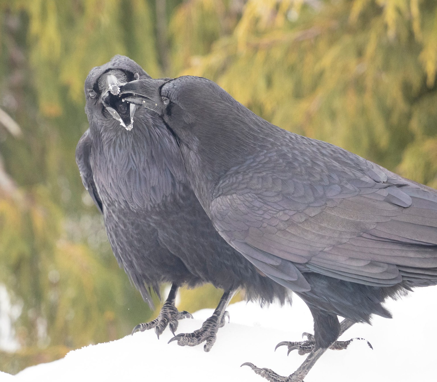 Raven Therapy Part Two | The Urban Nature Enthusiast