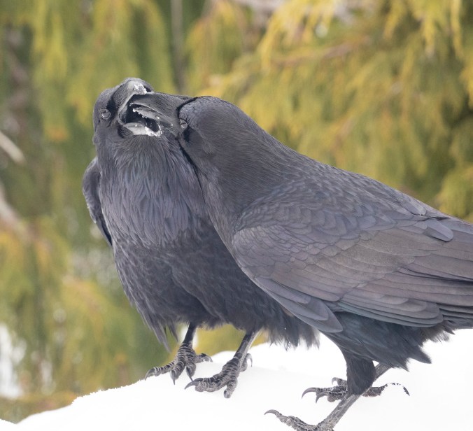 Raven Therapy Part Two | The Urban Nature Enthusiast