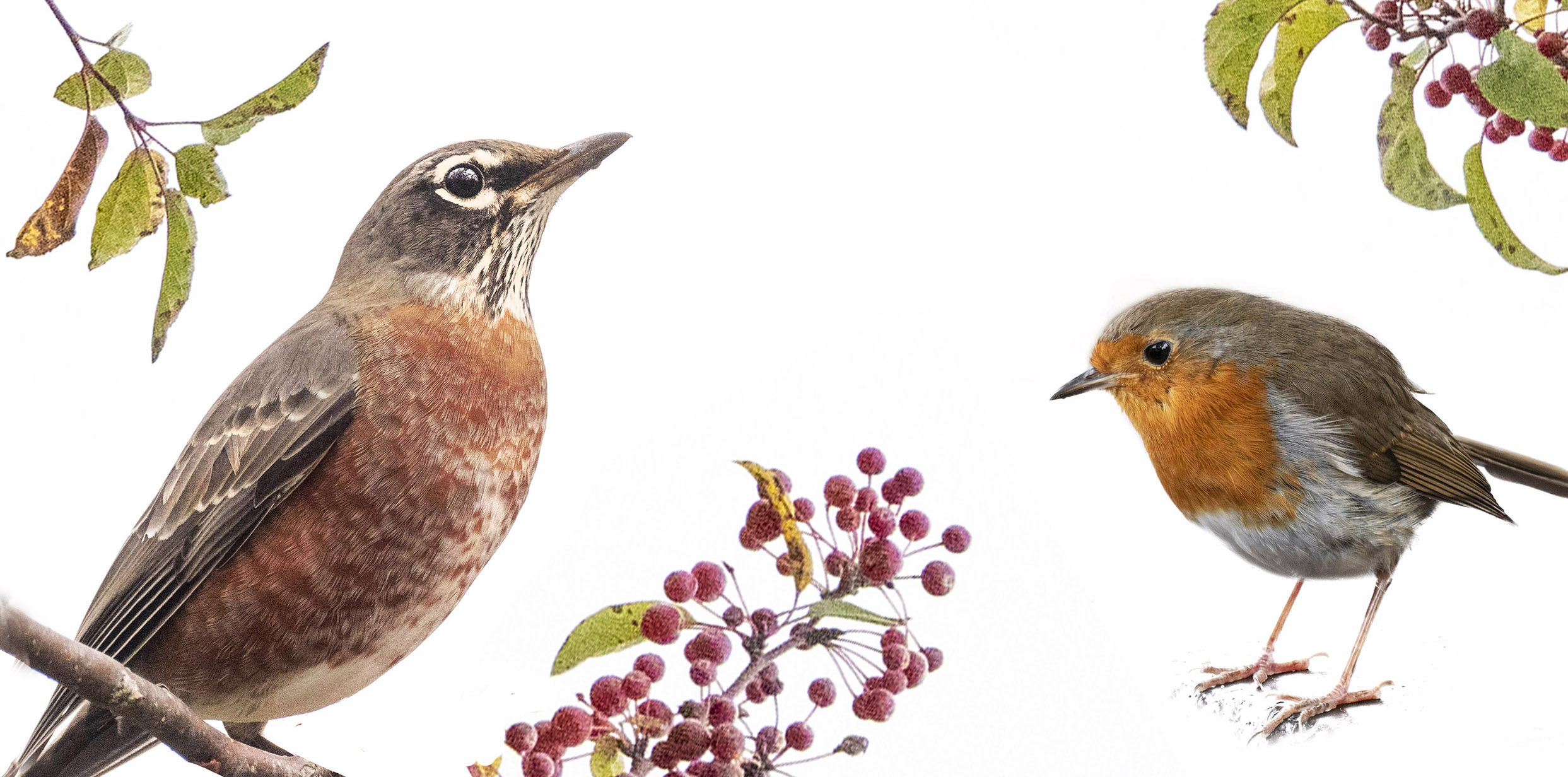 A Tale of Two Robins | The Urban Nature Enthusiast