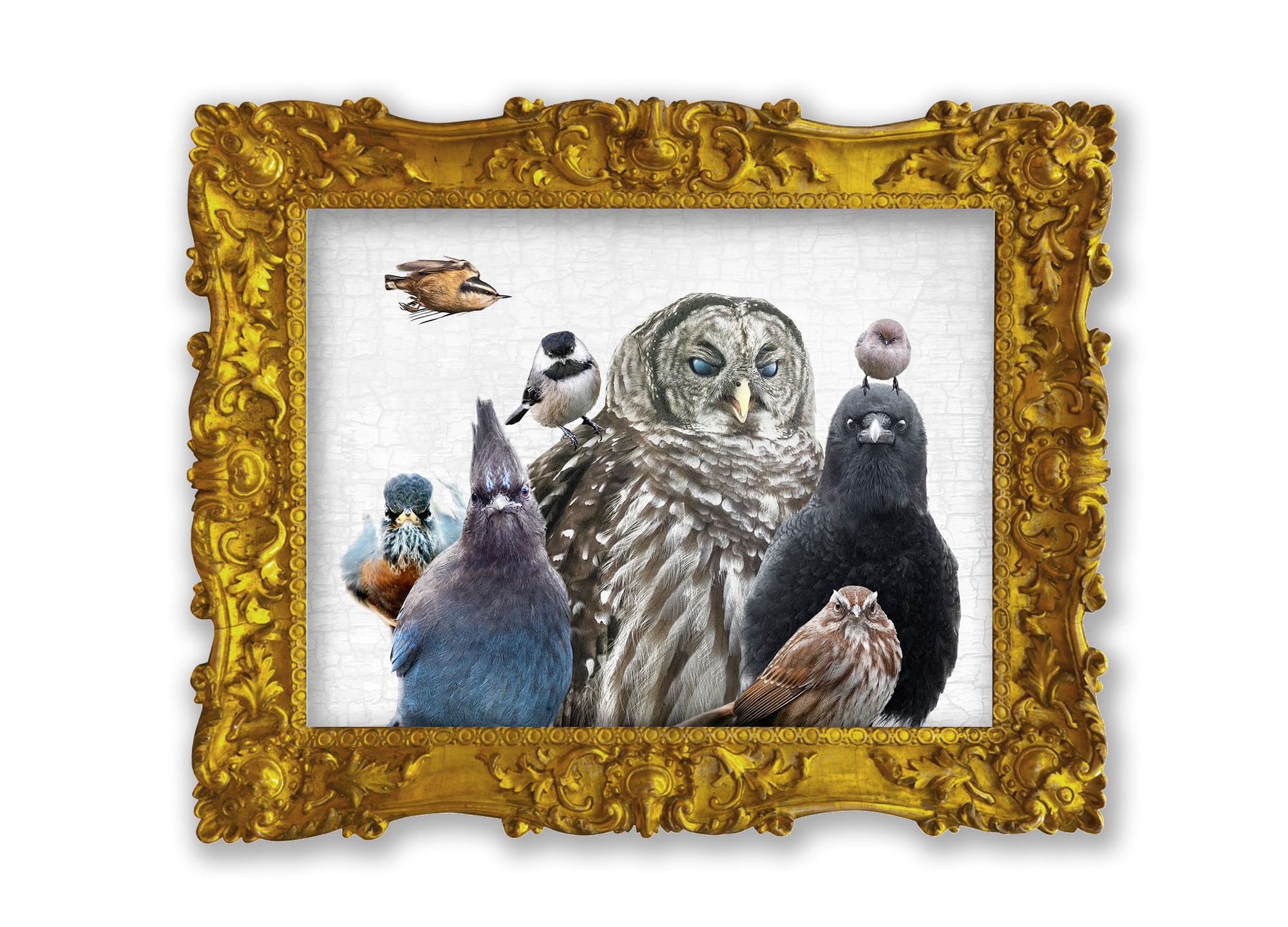 Judge Birds gold frame | The Urban Nature Enthusiast