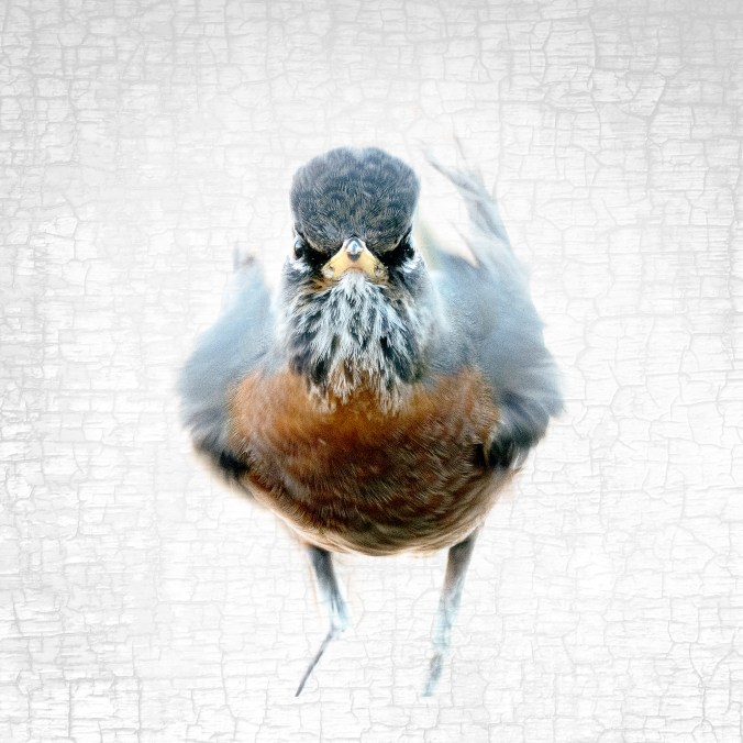 Birds of Judgement | The Urban Nature Enthusiast