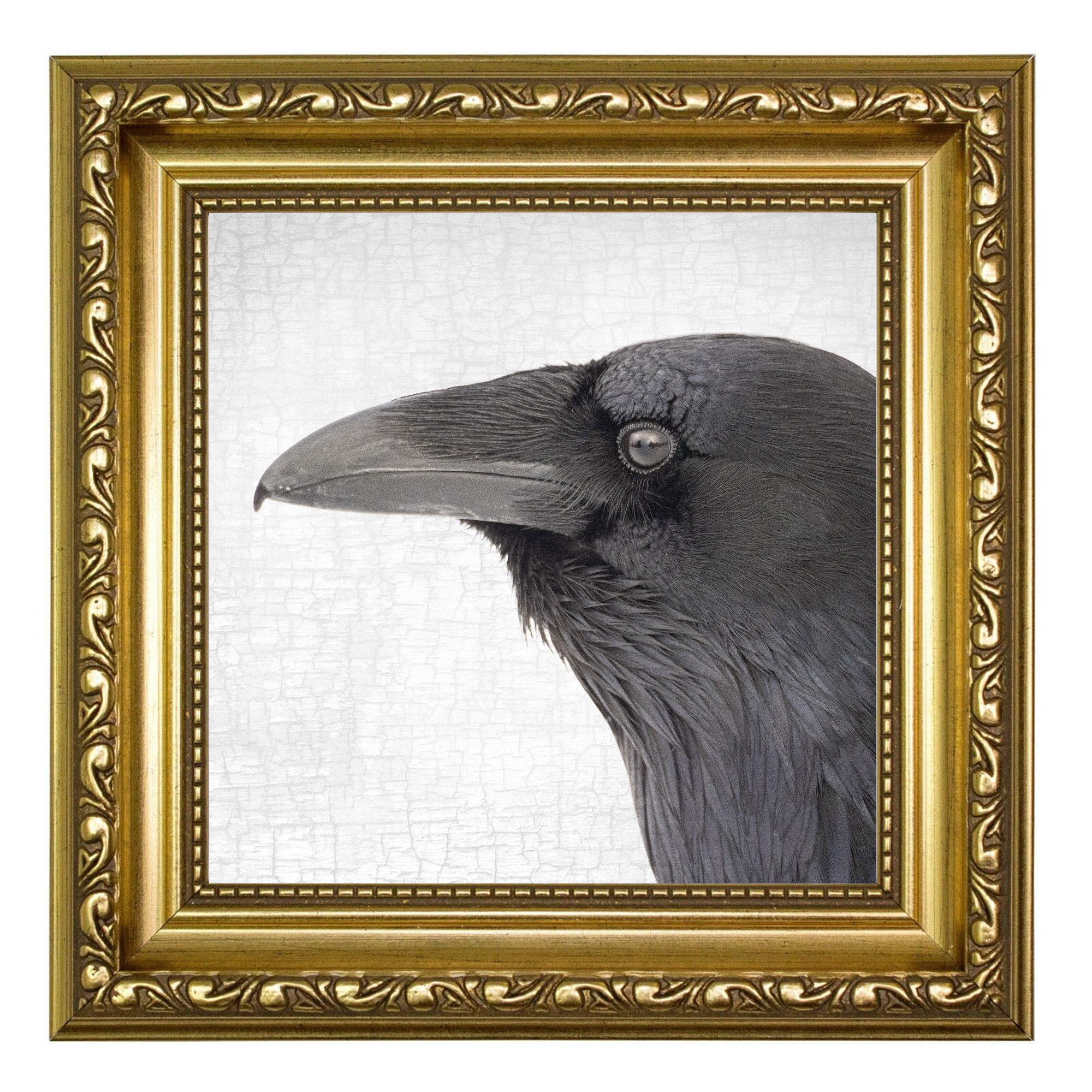 Raven beauty in gold frame | The Urban Nature Enthusiast