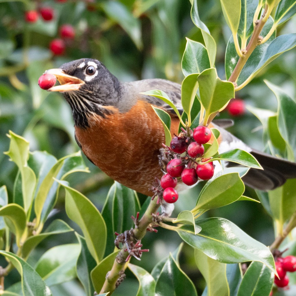 A Tale of Two Robins | The Urban Nature Enthusiast