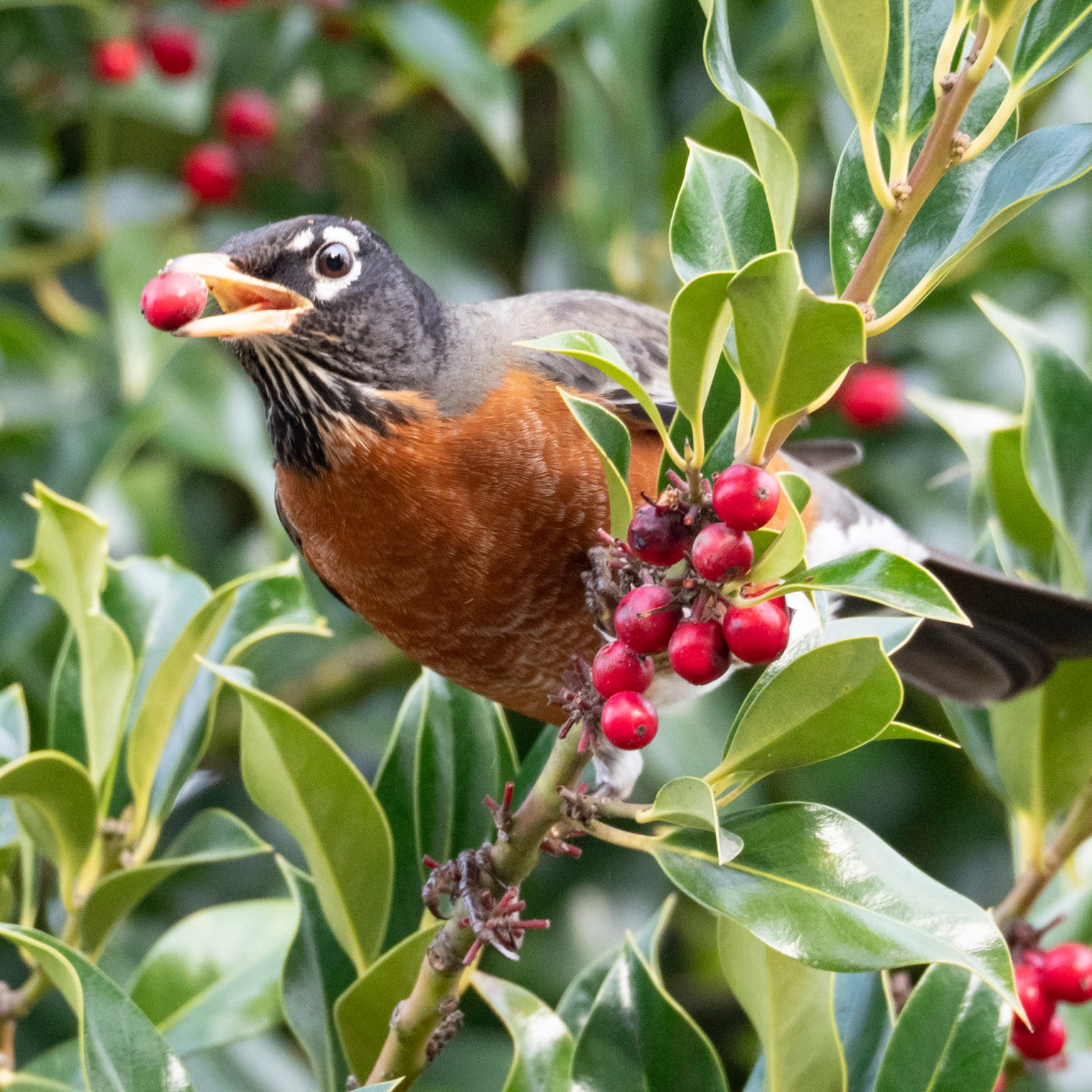 A Tale of Two Robins | The Urban Nature Enthusiast