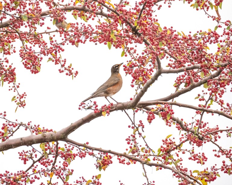 A Tale of Two Robins | The Urban Nature Enthusiast