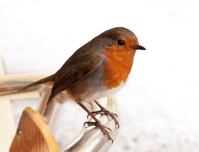 A Tale of Two Robins | The Urban Nature Enthusiast