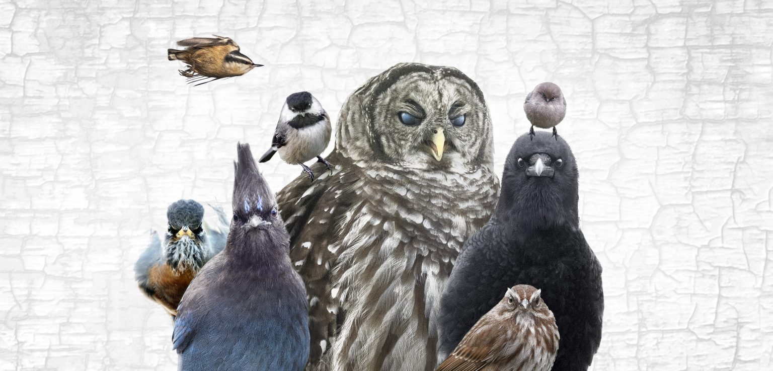 Birds of Judgement | The Urban Nature Enthusiast