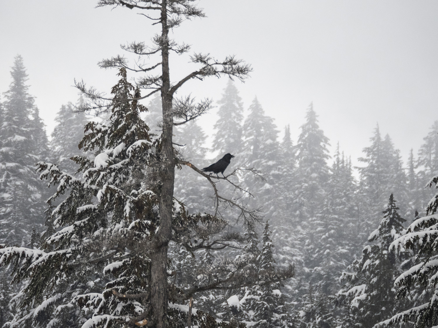 Ravens At Play | The Urban Nature Enthusiast