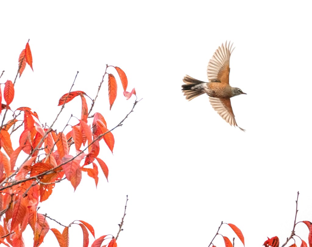 A Tale of Two Robins | The Urban Nature Enthusiast