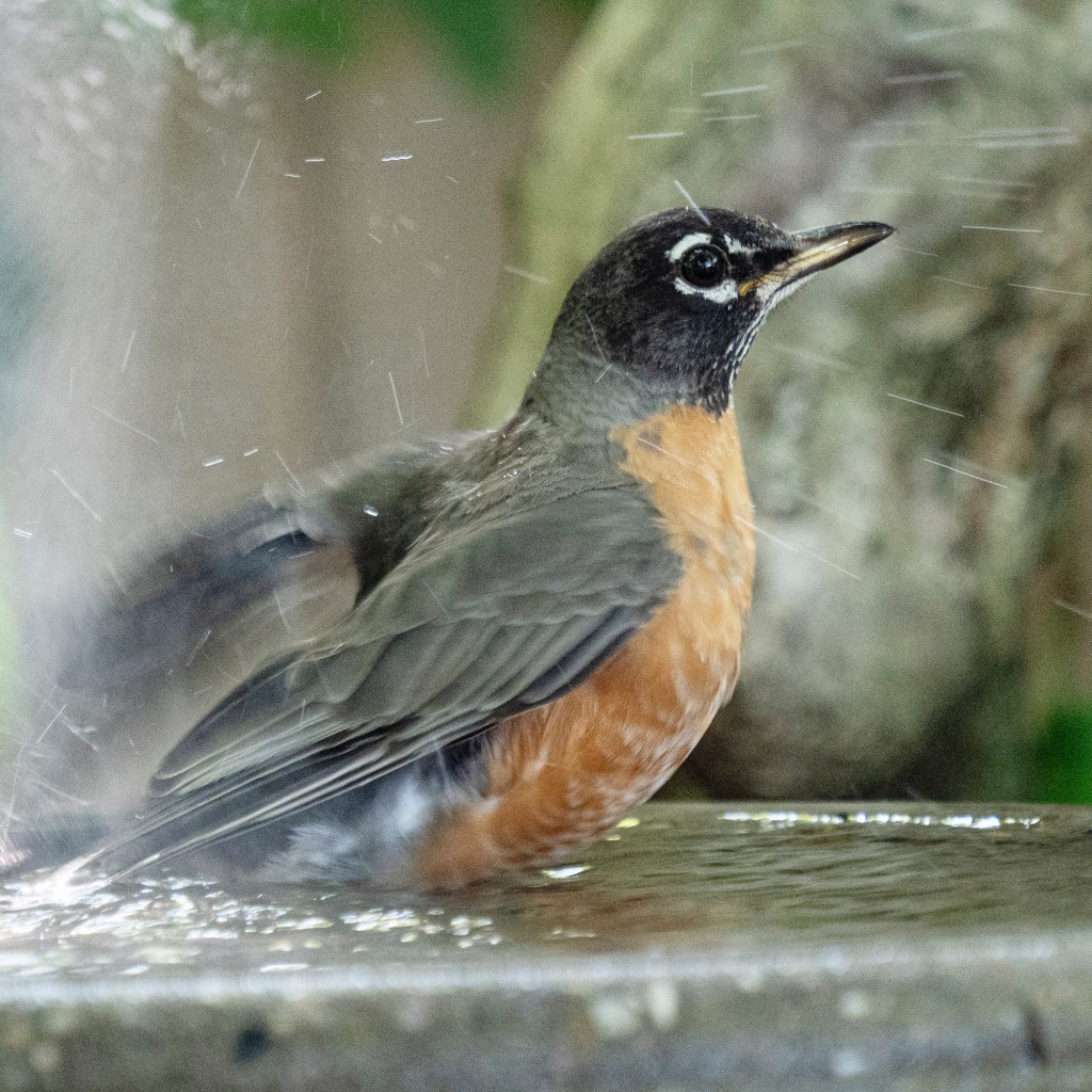 A Tale of Two Robins | The Urban Nature Enthusiast