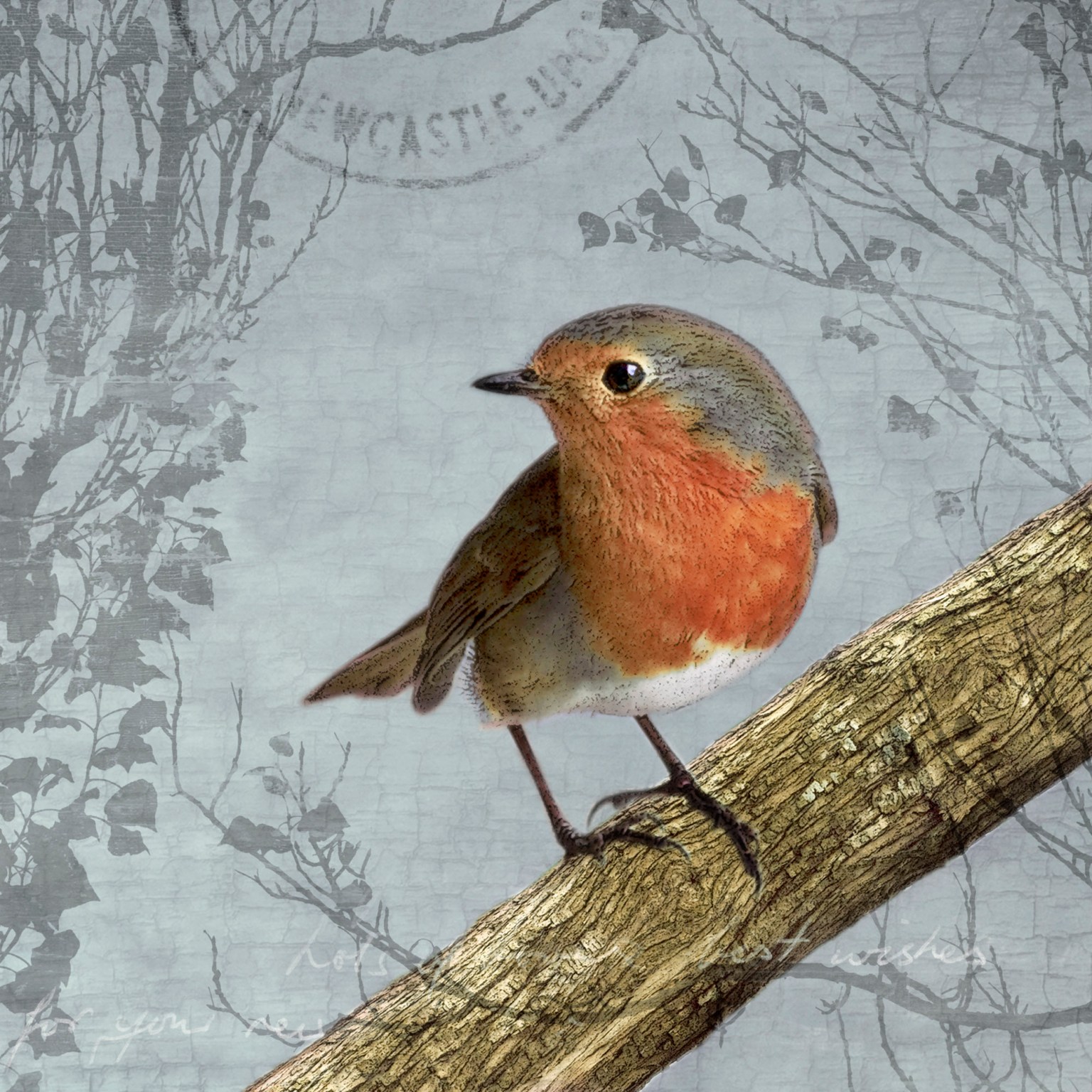 A Tale of Two Robins | The Urban Nature Enthusiast