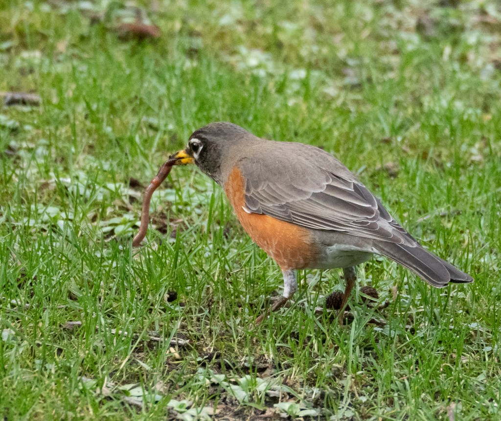 A Tale of Two Robins | The Urban Nature Enthusiast
