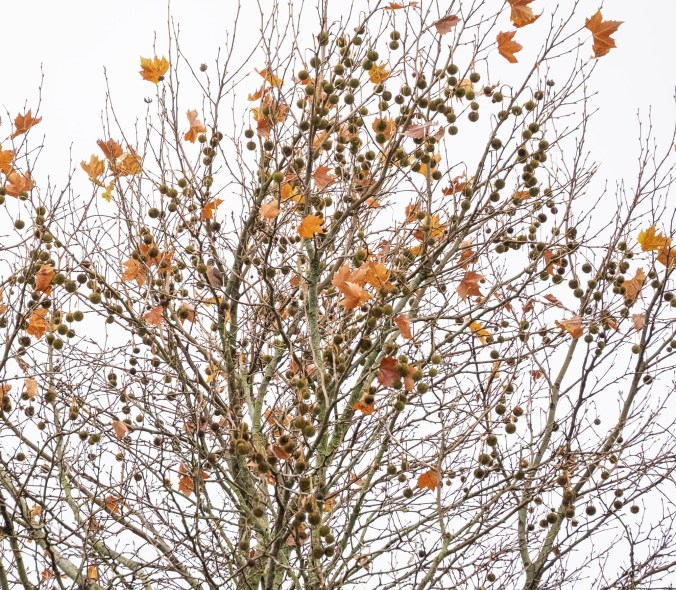 A Tale of Two Robins | The Urban Nature Enthusiast