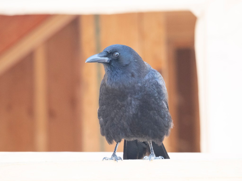 Crows | The Urban Nature Enthusiast