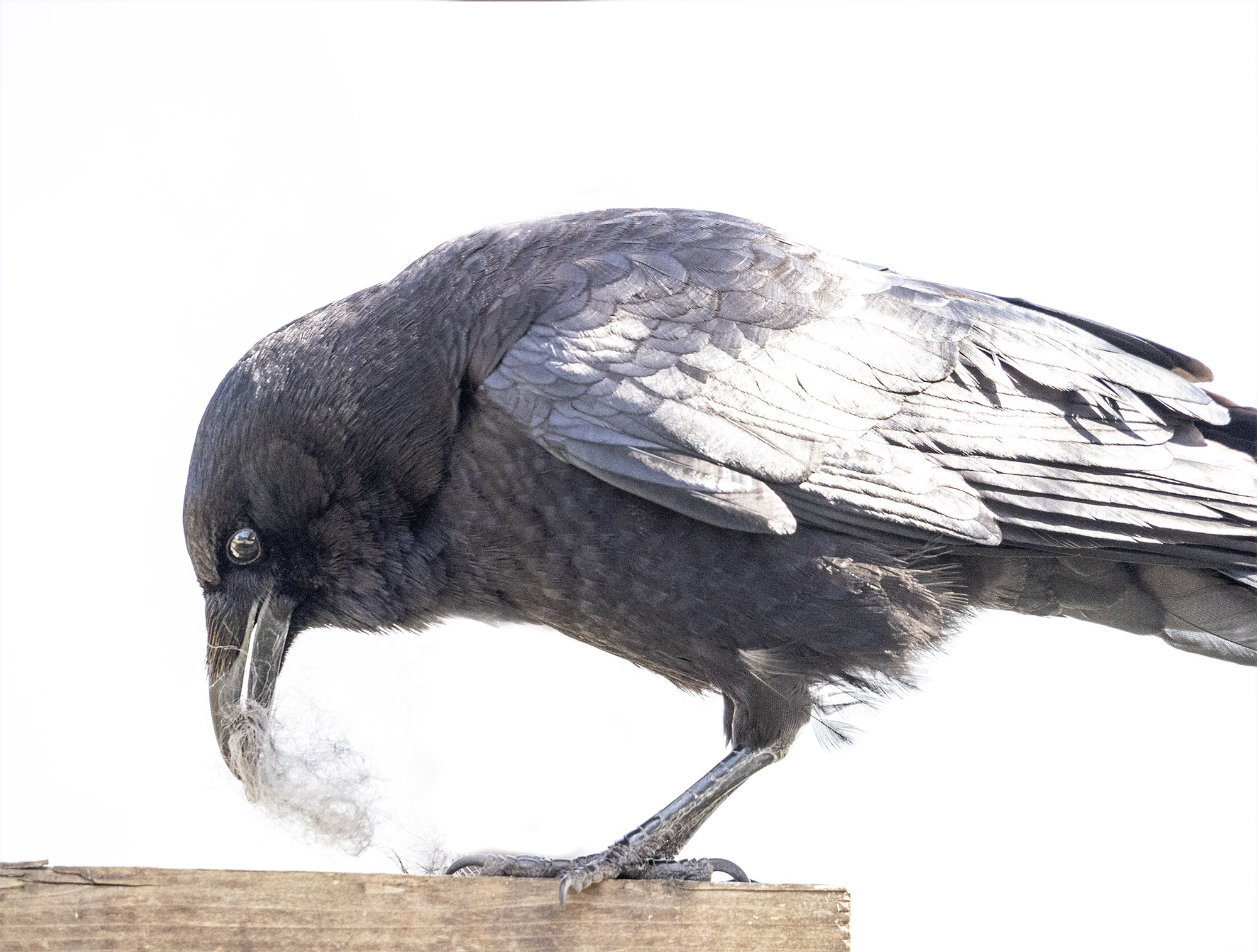 fledgling crows | The Urban Nature Enthusiast