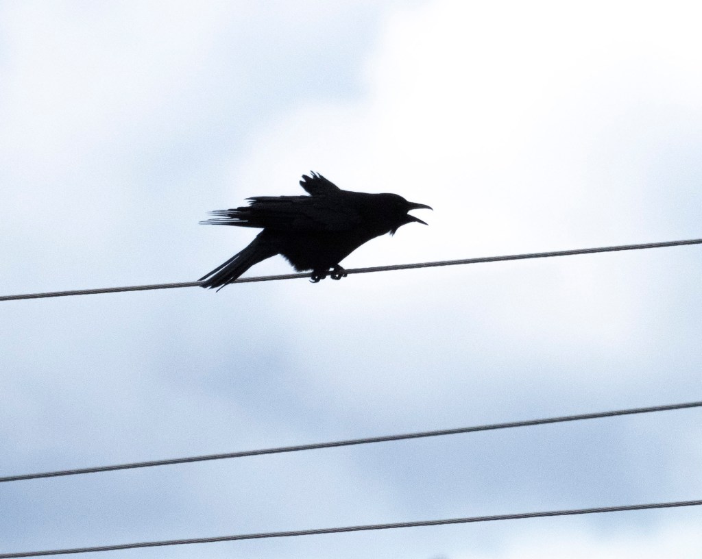 Crows | The Urban Nature Enthusiast