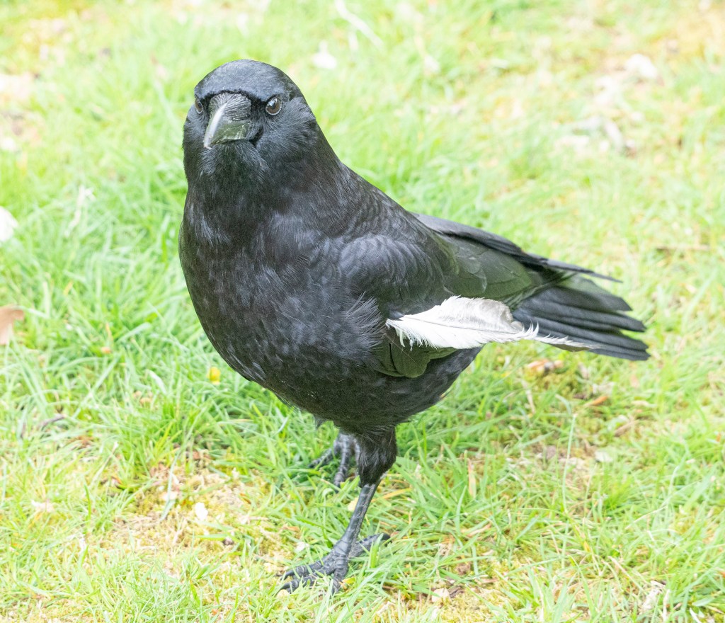 Crows | The Urban Nature Enthusiast