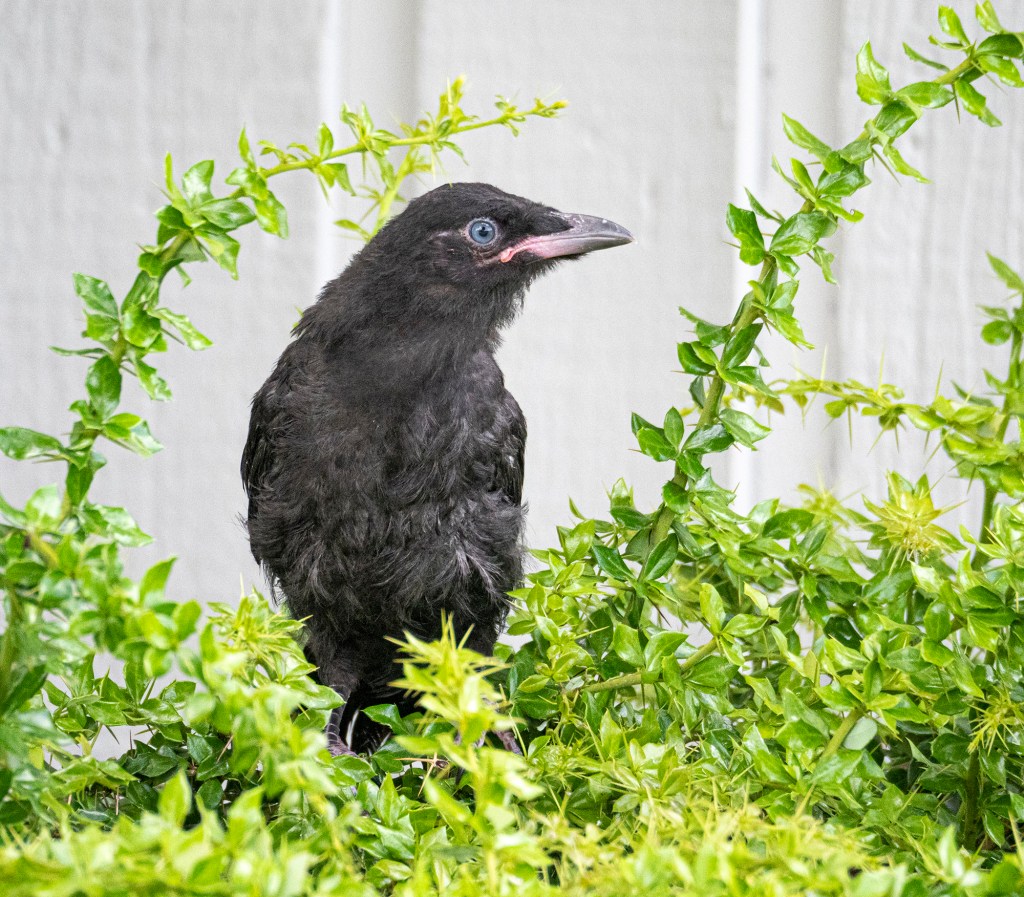 Crows | The Urban Nature Enthusiast