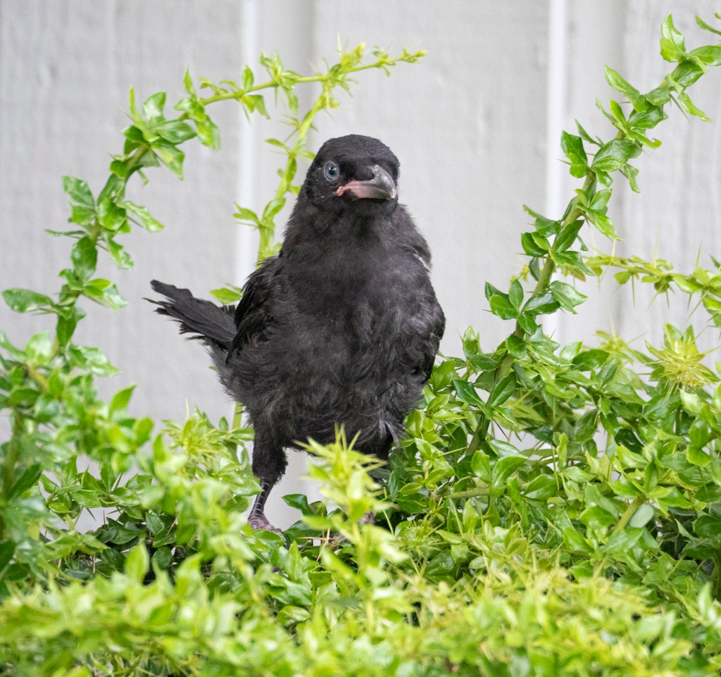 Crows | The Urban Nature Enthusiast