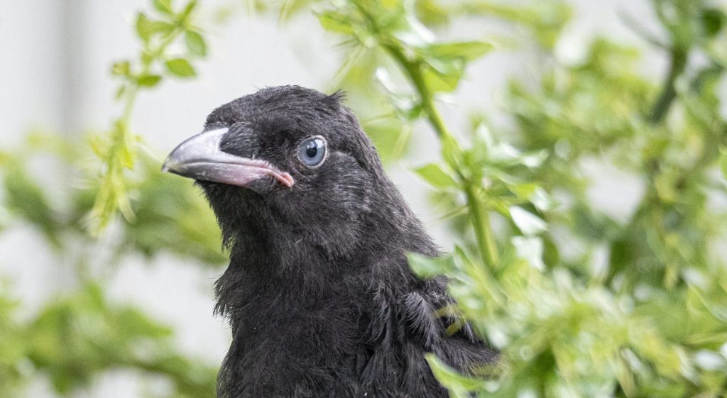 Crows | The Urban Nature Enthusiast