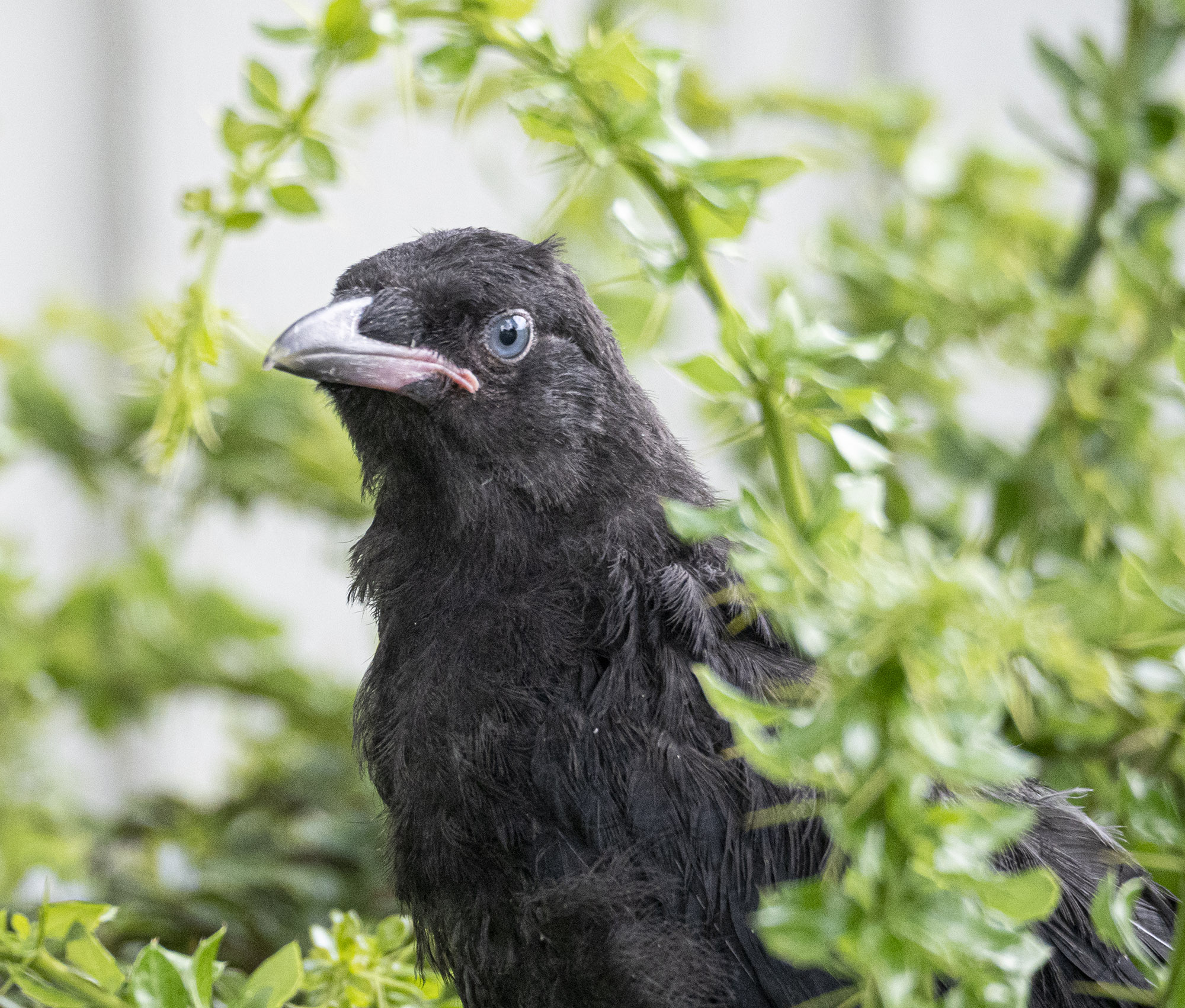 Crows | The Urban Nature Enthusiast