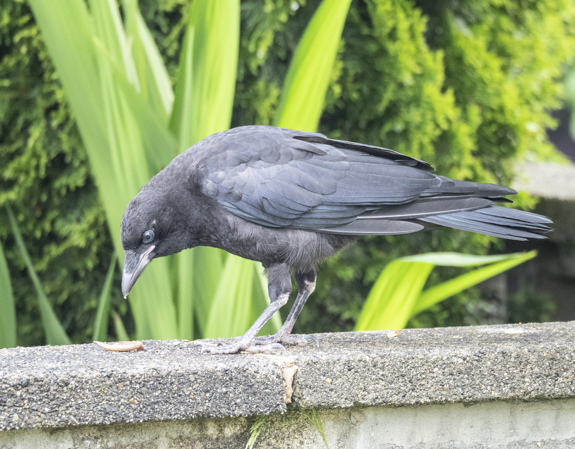 Photo by June Hunter | The Urban Nature Enthusiast