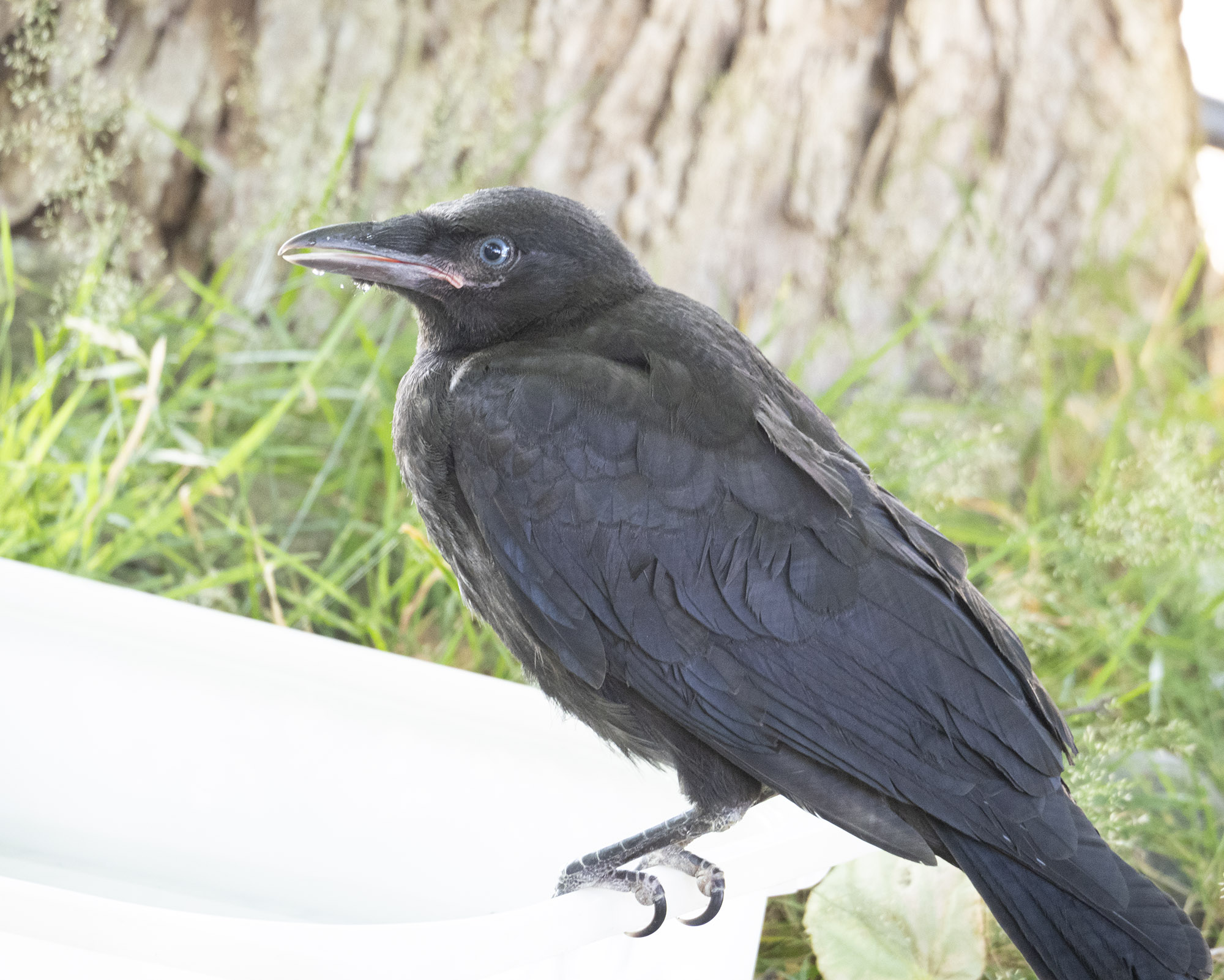 Photo by June Hunter | The Urban Nature Enthusiast