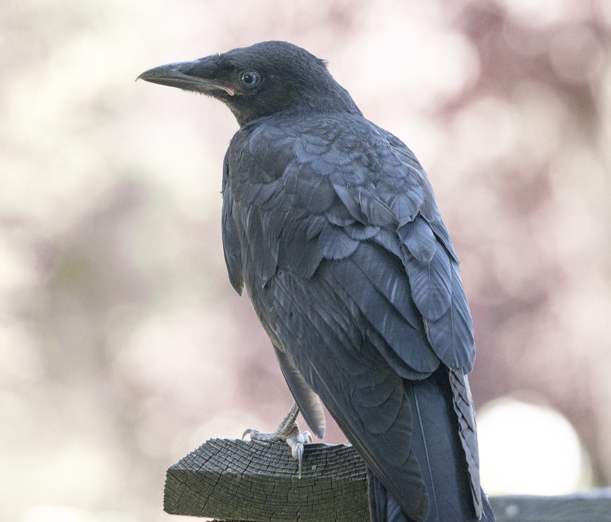 Fledgling crow with purple plum trees, July 29 | The Urban Nature ...