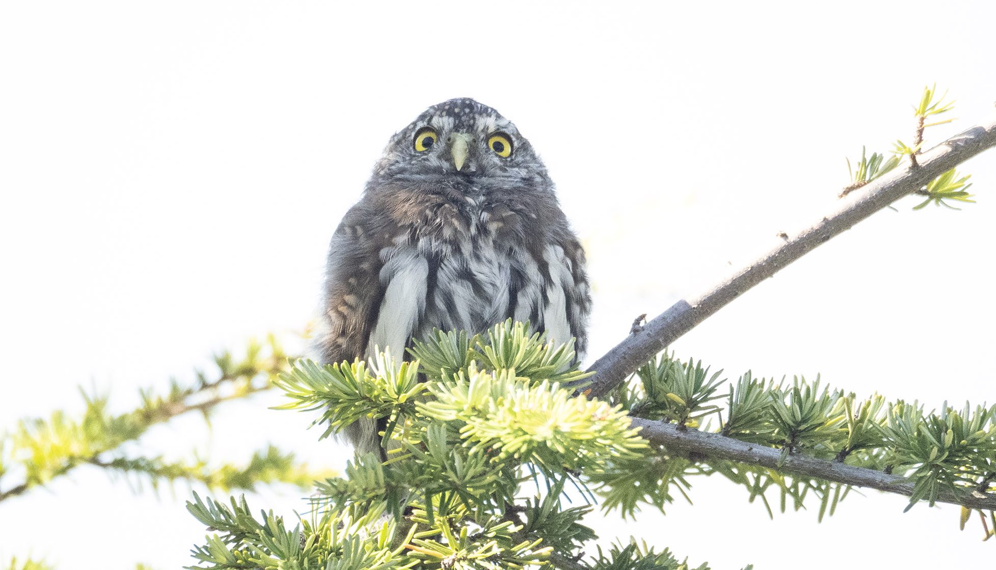 The Tiniest Owl | The Urban Nature Enthusiast