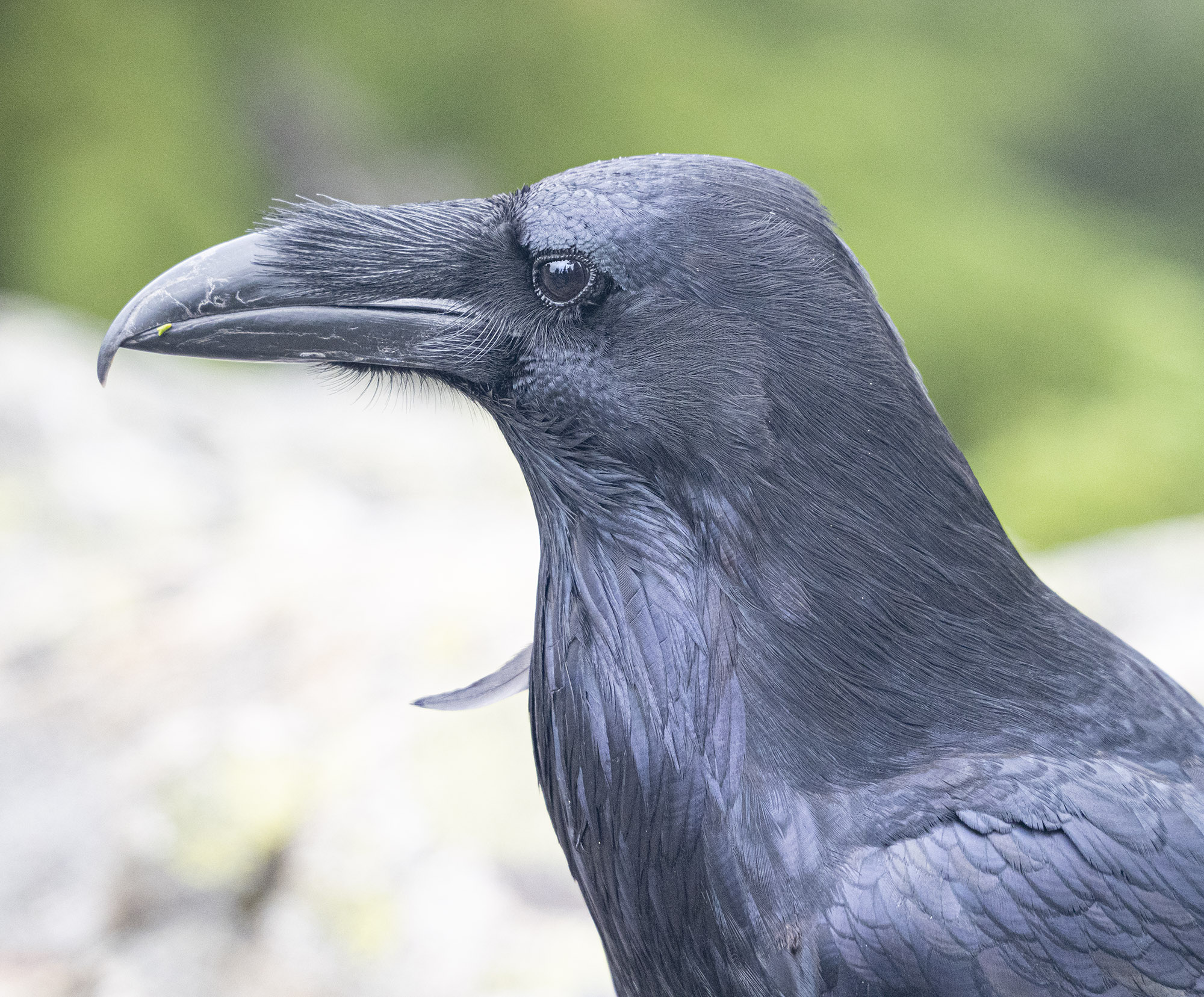 Raven Cowlick | The Urban Nature Enthusiast