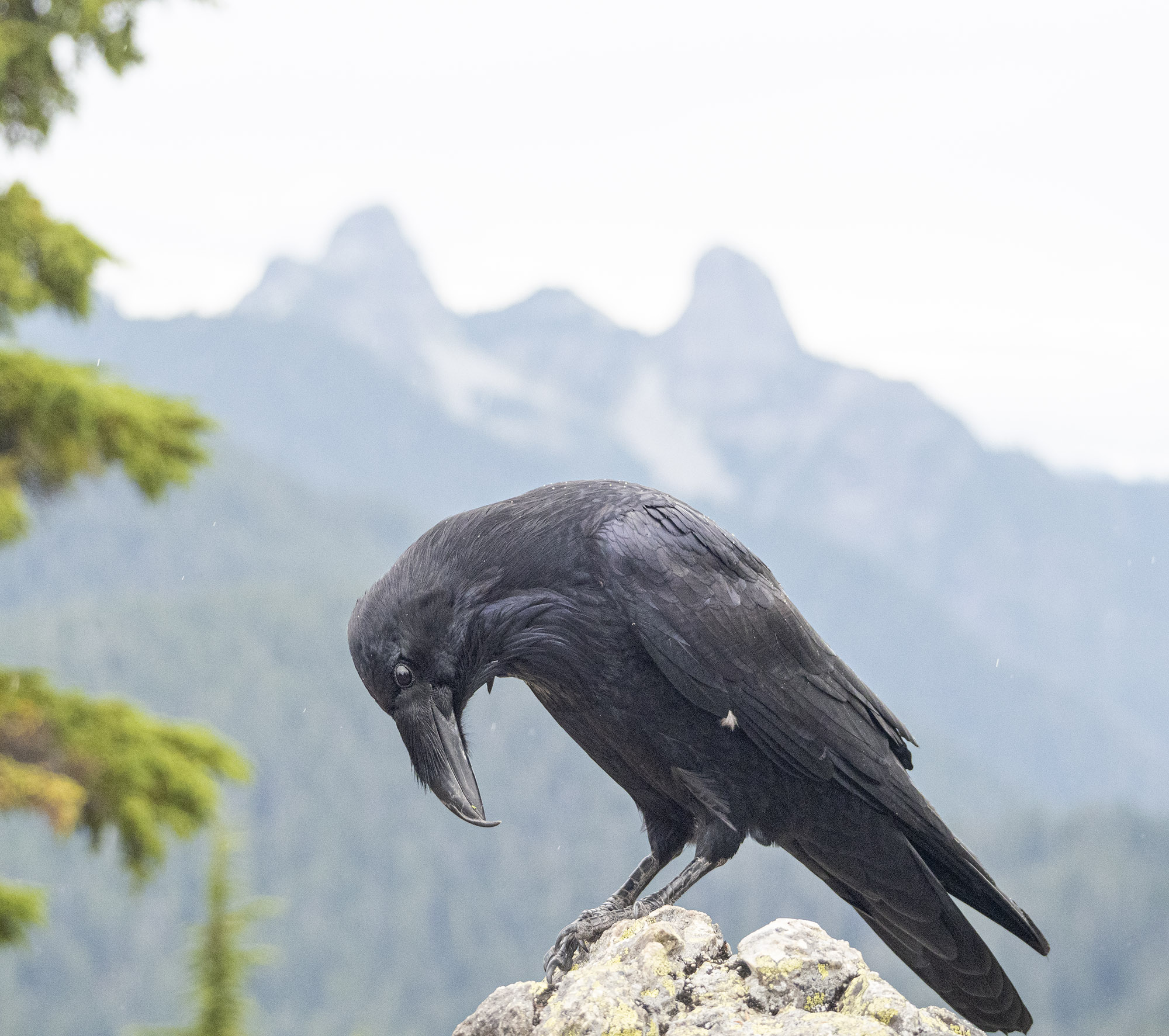 Raven Bows with Two Sisters Peaks from Yew Lake Look Out Sept 9 | The ...