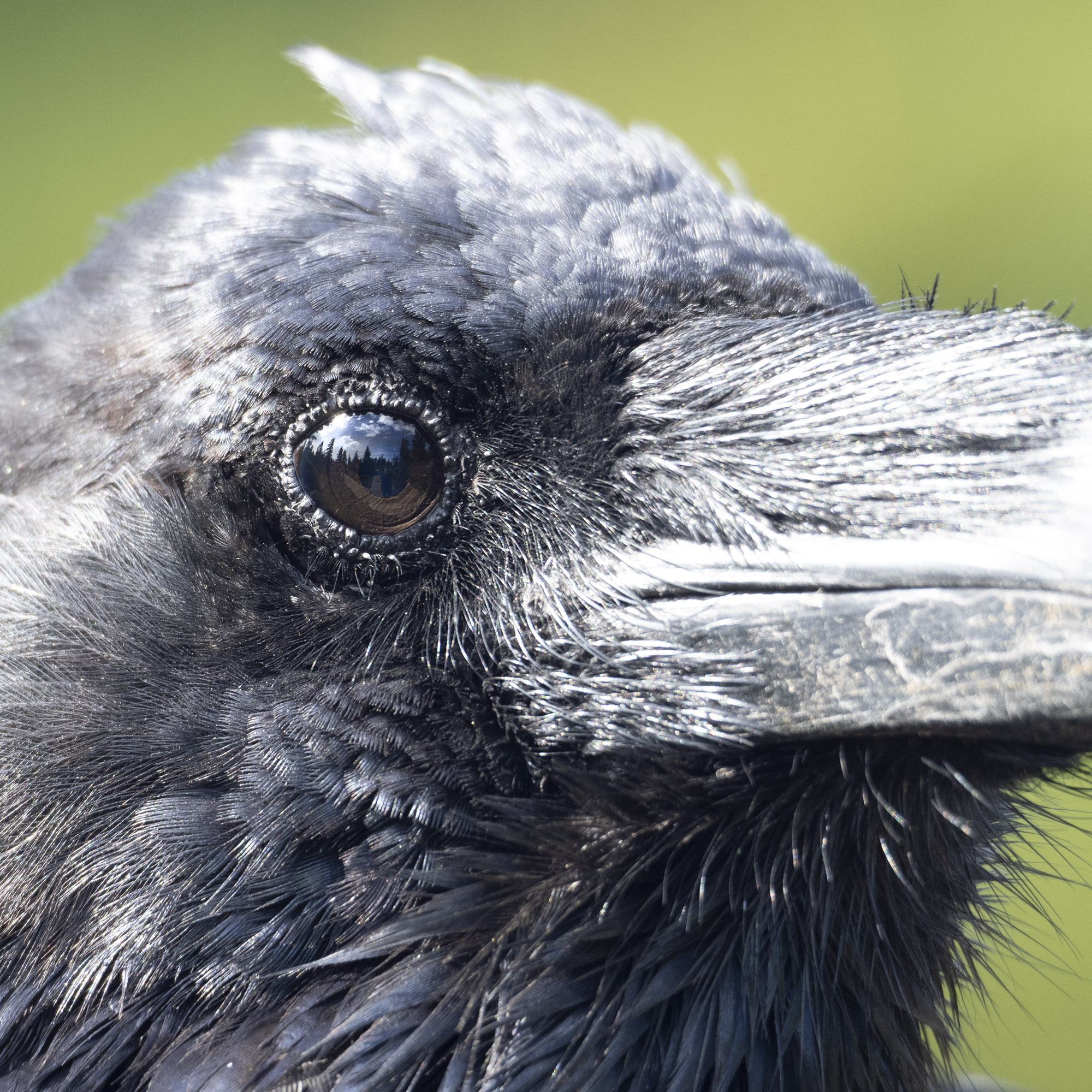 Photo by June Hunter | The Urban Nature Enthusiast