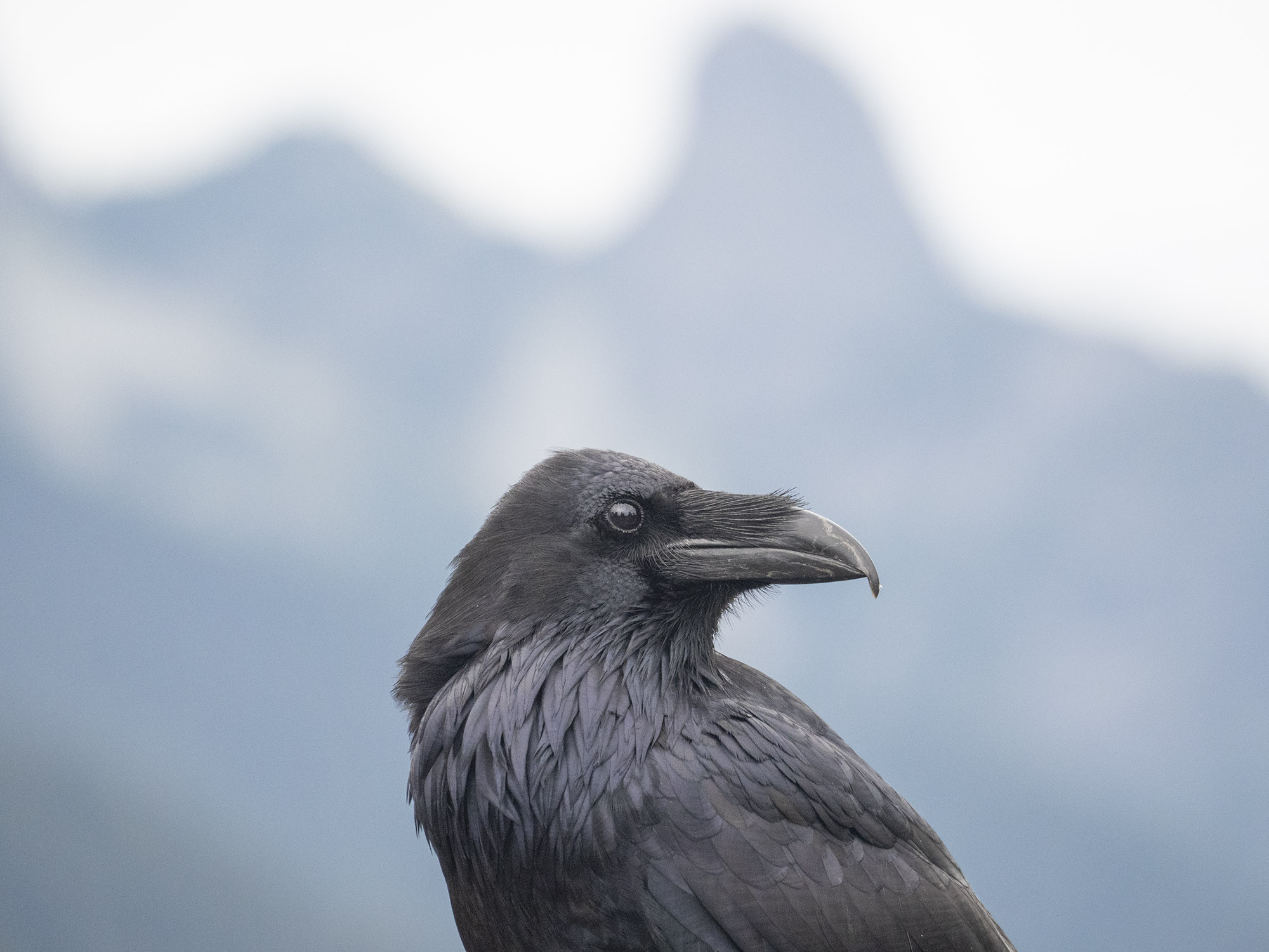 Raven with Two Sisters Peaks Sept 9 | The Urban Nature Enthusiast