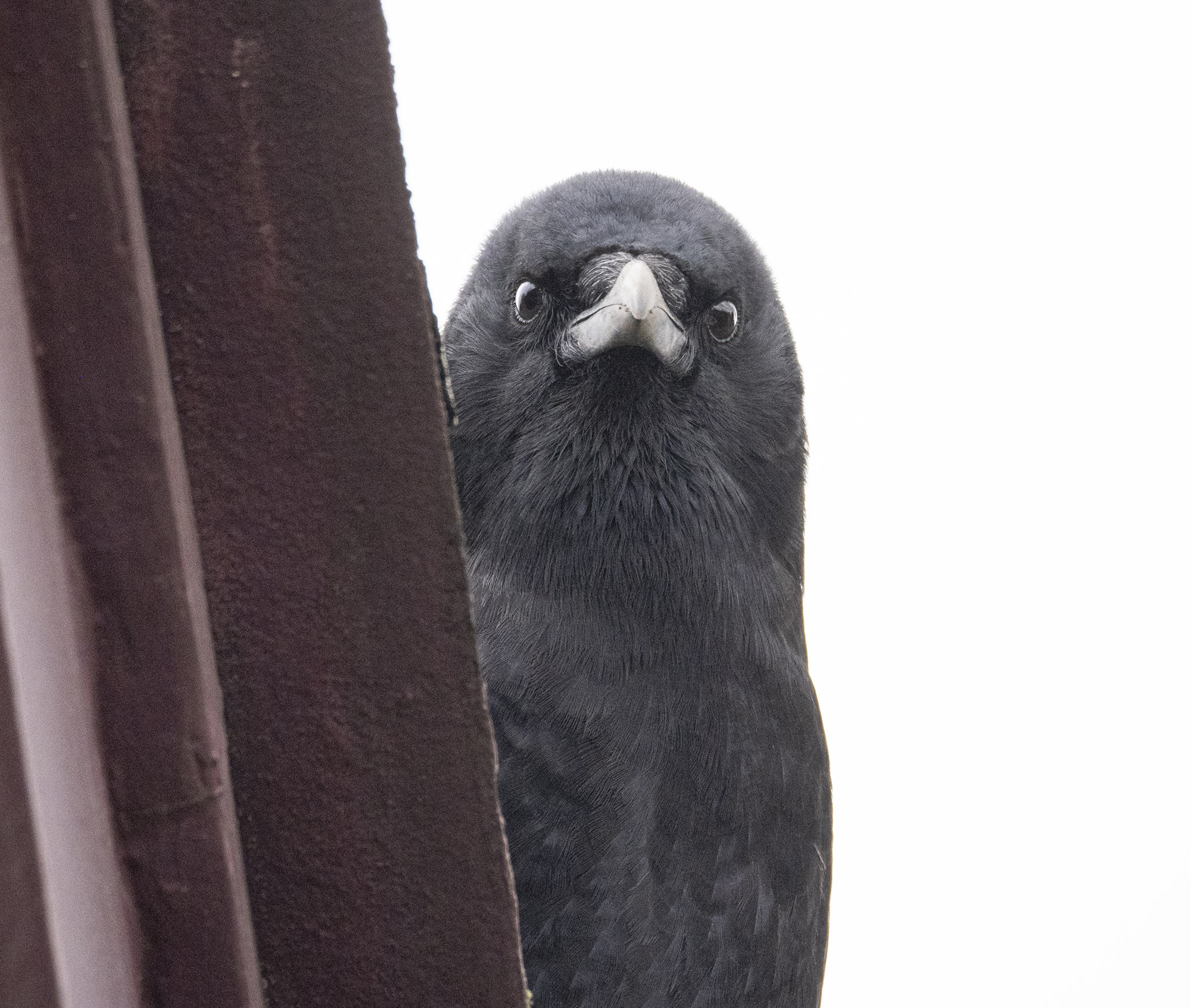 june hunter images | The Urban Nature Enthusiast