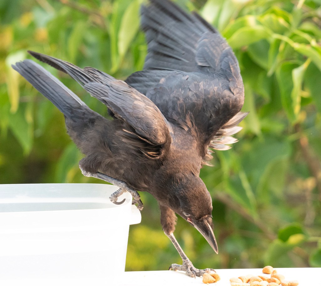 Crows | The Urban Nature Enthusiast